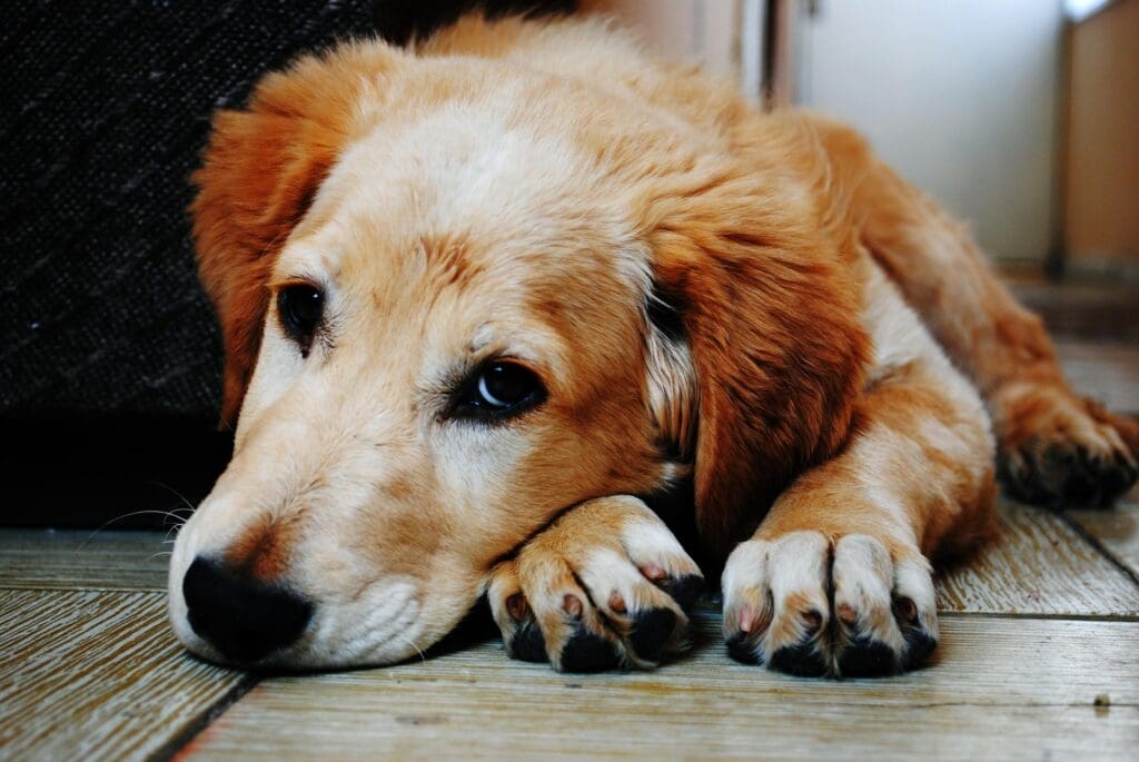 Oronasal Fistulas in Dogs: What You Should Know